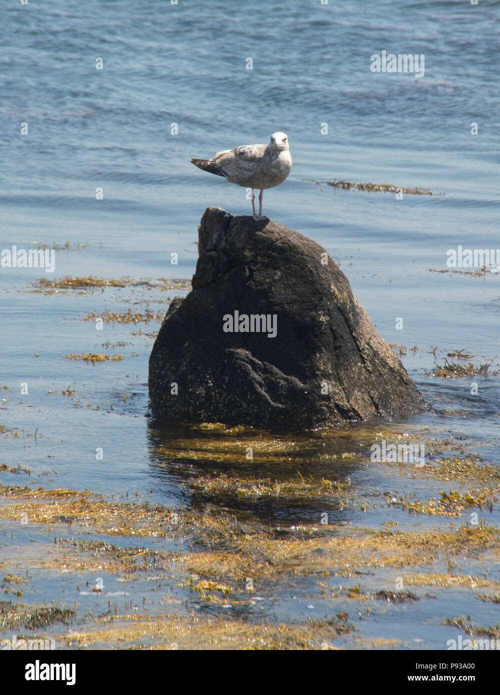 A Seagull sits on a rock in looking for a meal in Mystic Ct Stock Photo ...