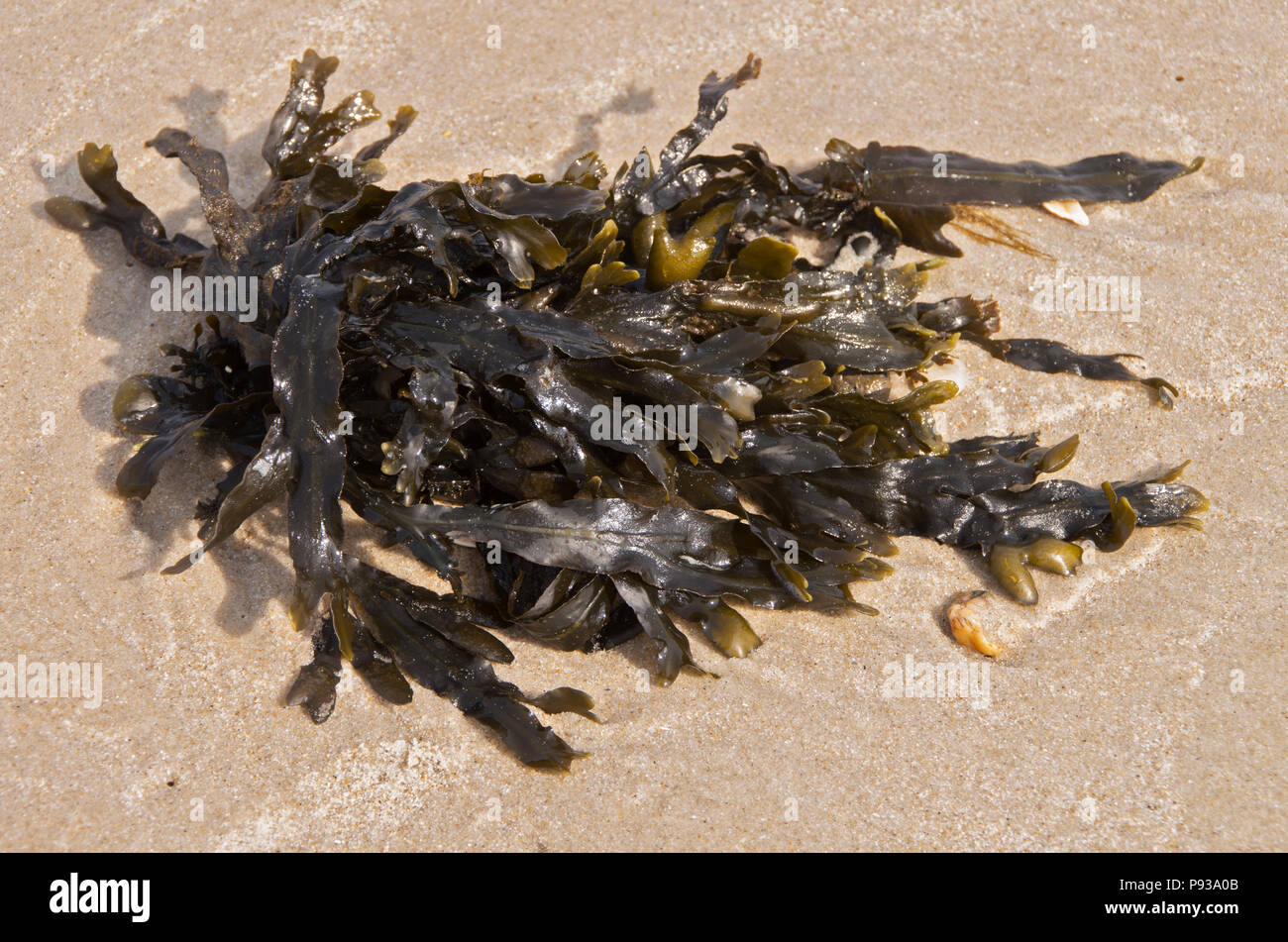 Seaweed which has washed up on shore after a storm in the Delaware ...