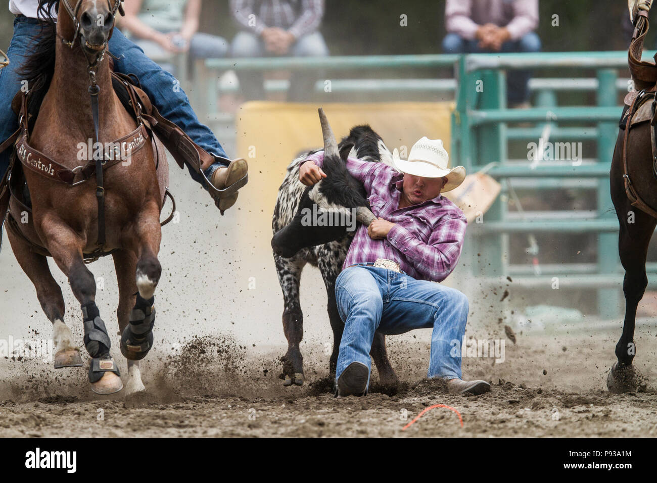 Steer Wrestling, get down and in the dirt. Exciting rodeo event, man vs ...