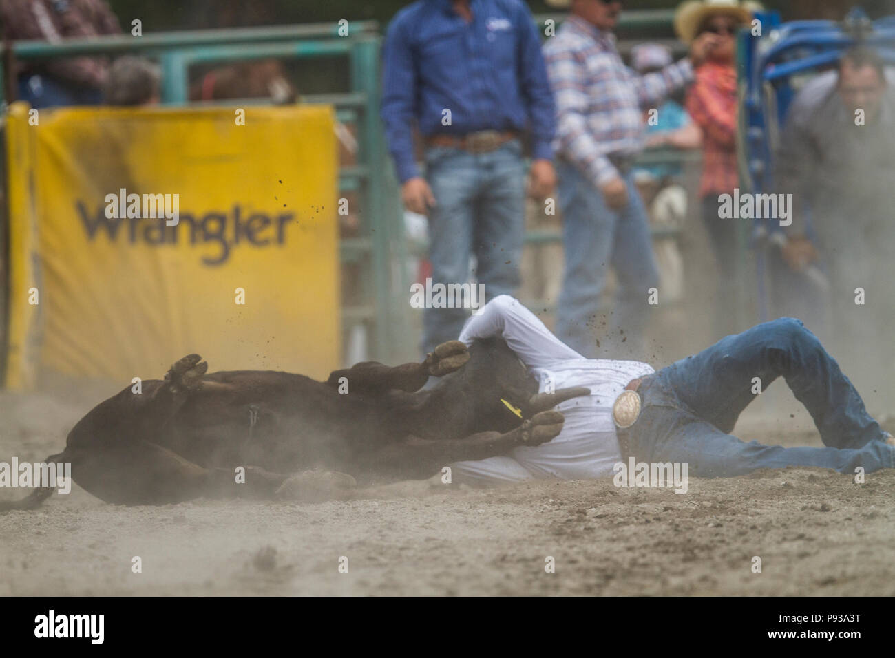 Steer Wrestling, get down and in the dirt. Exciting rodeo event, man vs ...