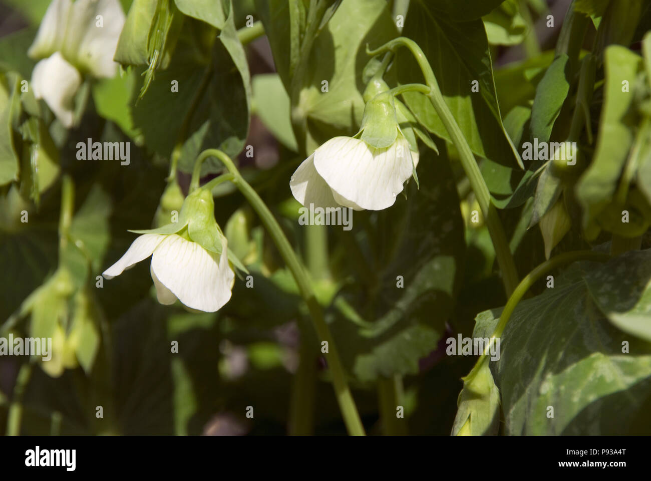 Sugar Snap Pea plants put forth blossoms in the spring in a North ...