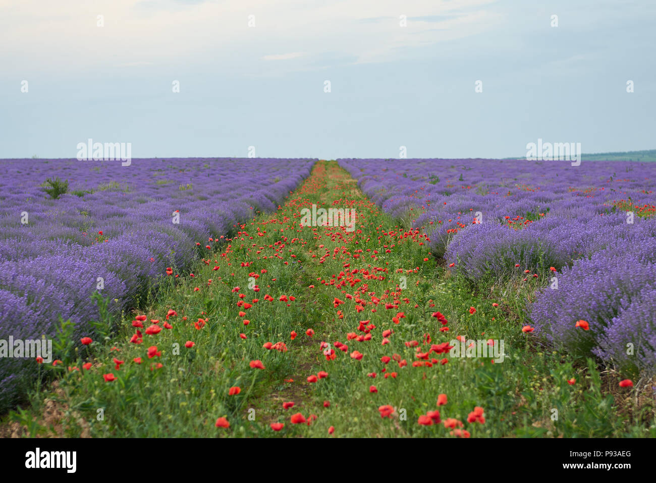 lavender field with poppy flowers, beautiful summer landscape Stock ...