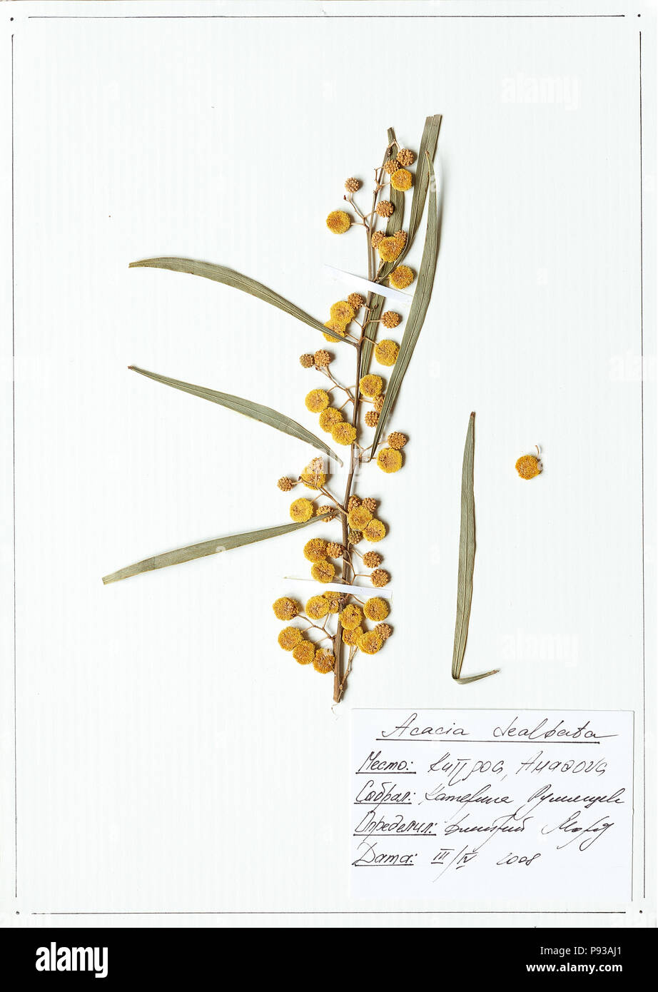 Herbarium sheet hi-res stock photography and images - Alamy