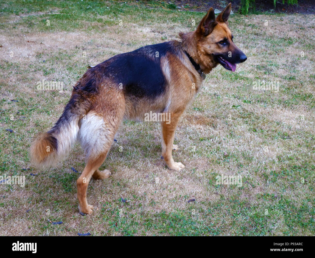 A delightful German Shepherd family pet Stock Photo - Alamy