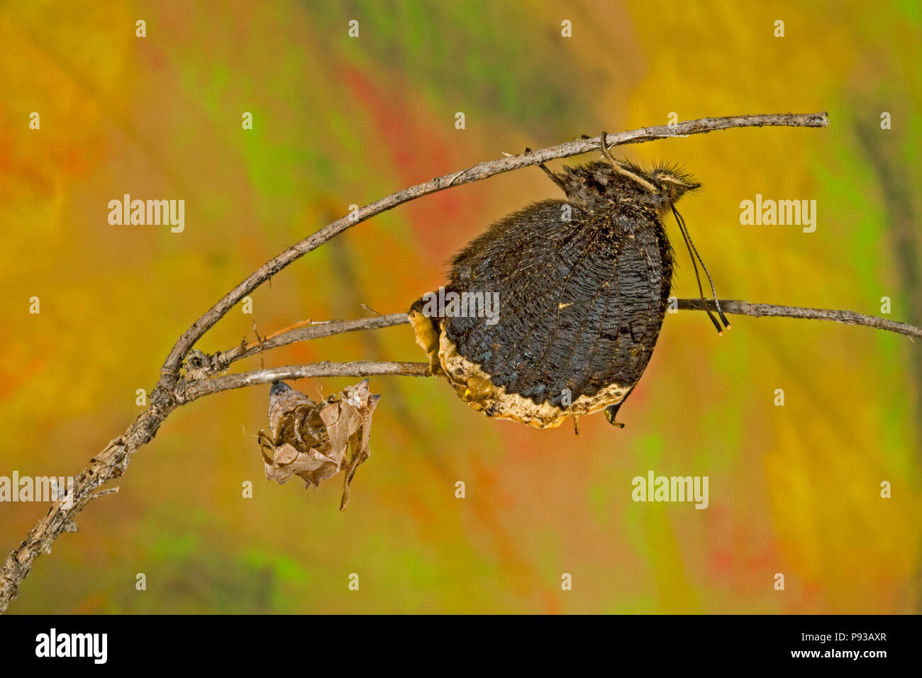 A mourning cloak butterfly, Nymphalis antiopa, newly emerged from its ...