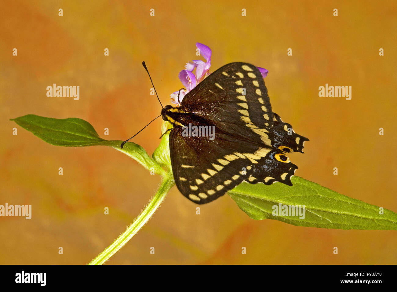 Dorsal view of an Indra Swallowtail butterfly, Papilio indra, on a ...