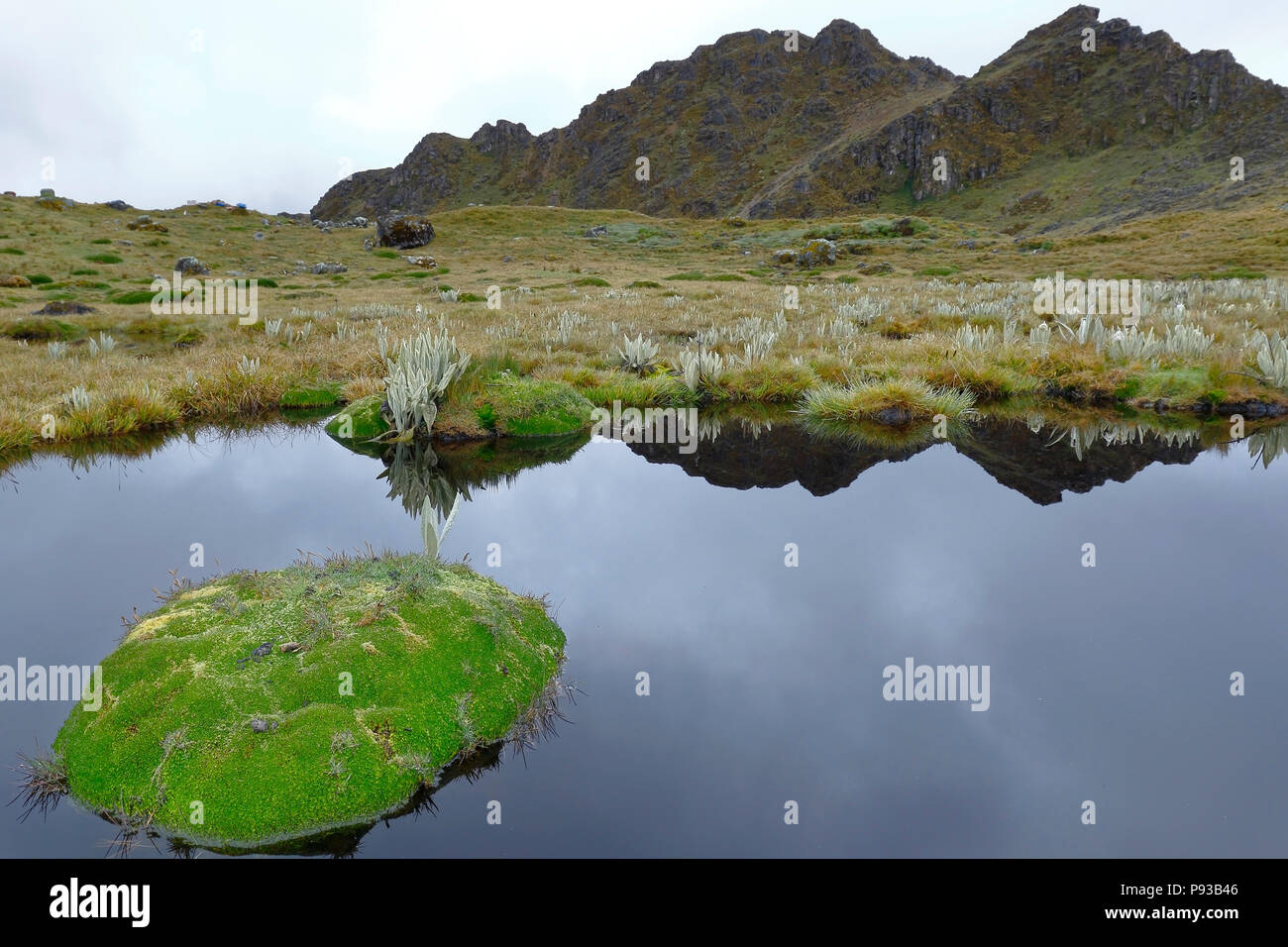 Banks of lagoon full of moss (Distichia muscoides). Huancayo, Peru ...