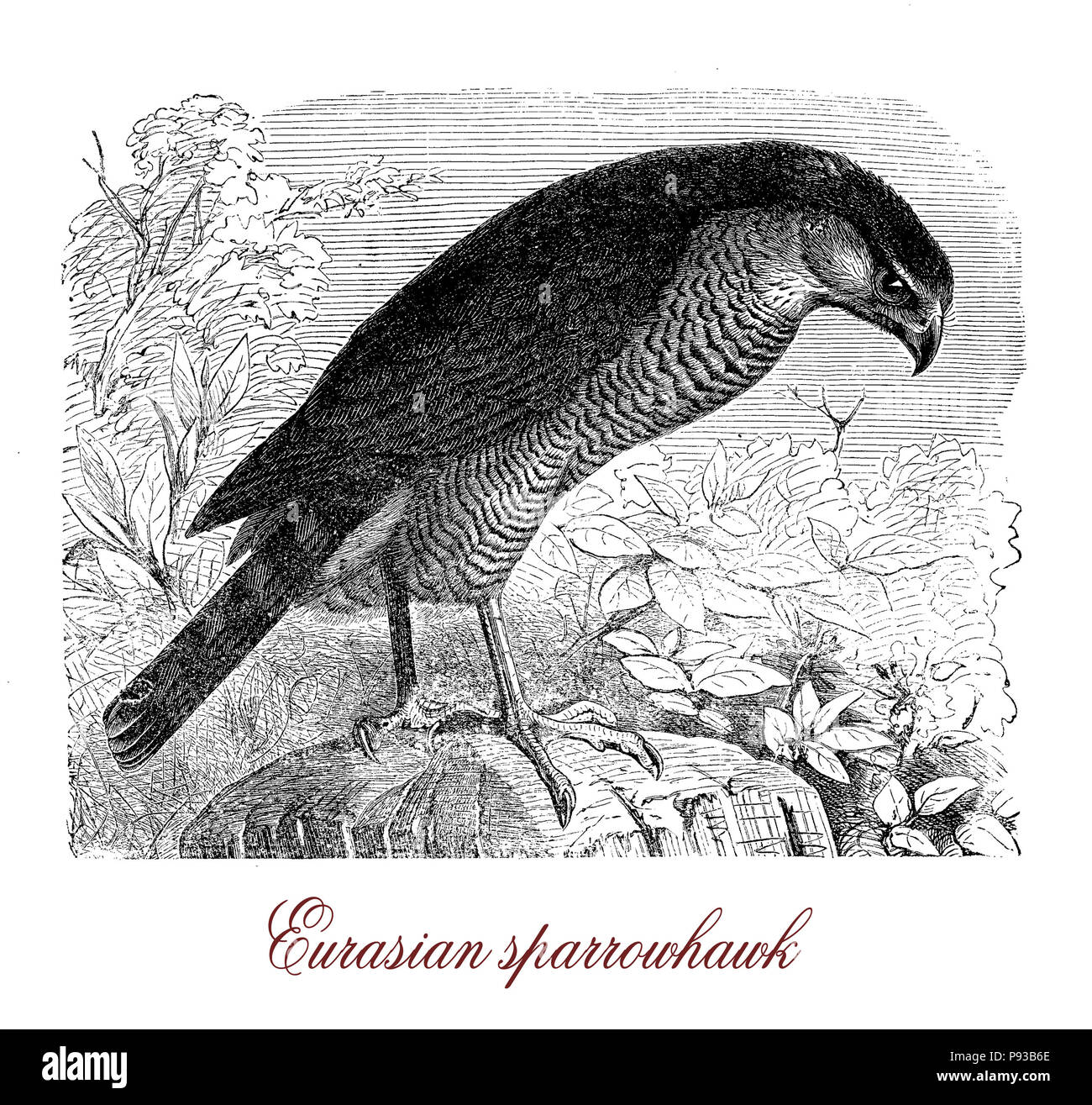 Sparrowhawk Drawing