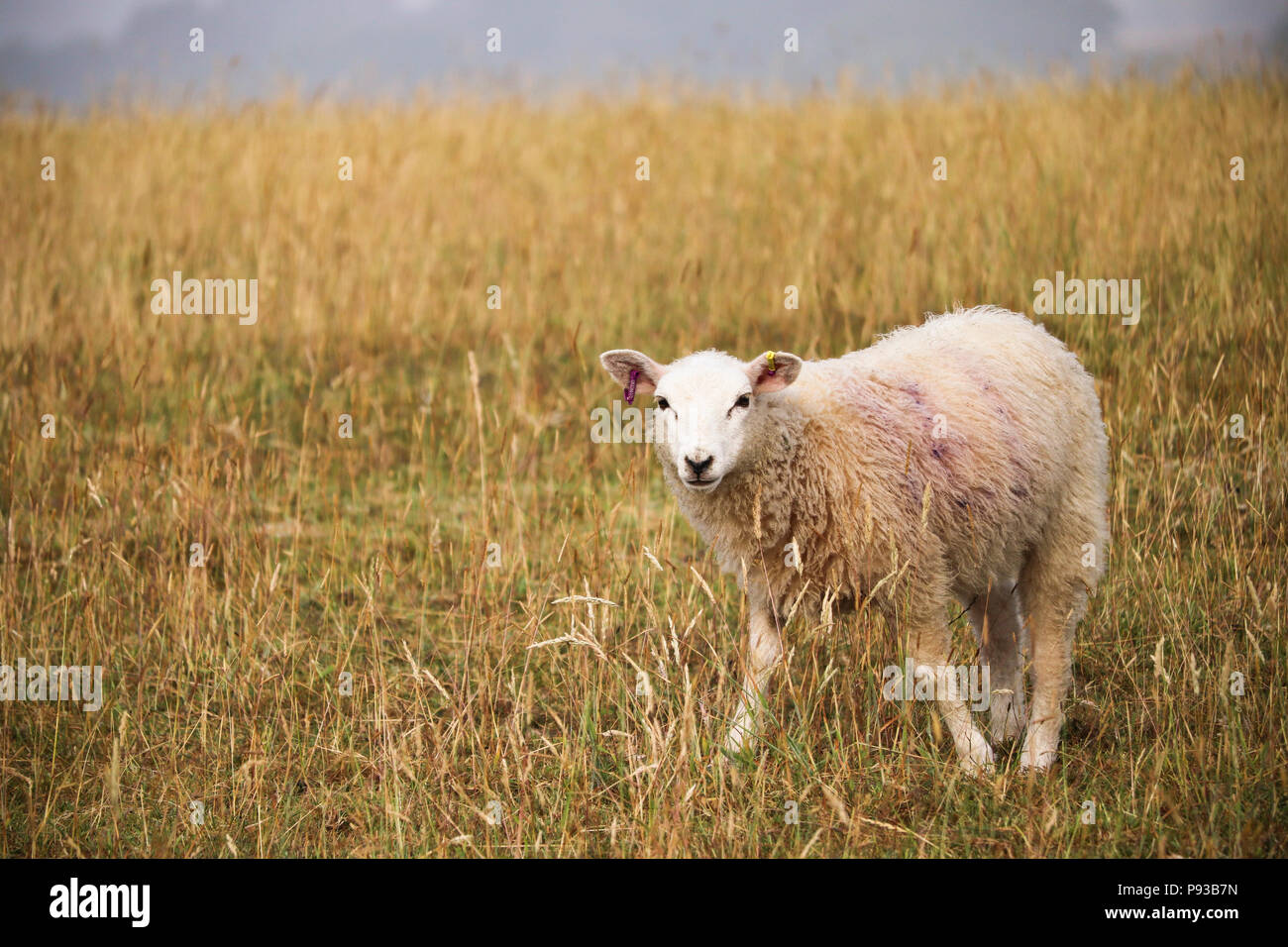 Sheep in a field Stock Photo - Alamy