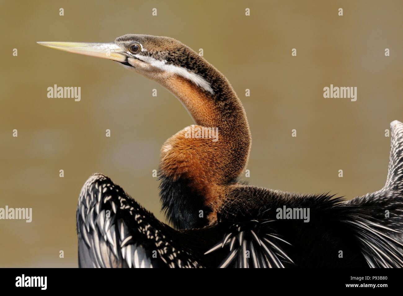 South african water birds hi-res stock photography and images - Alamy