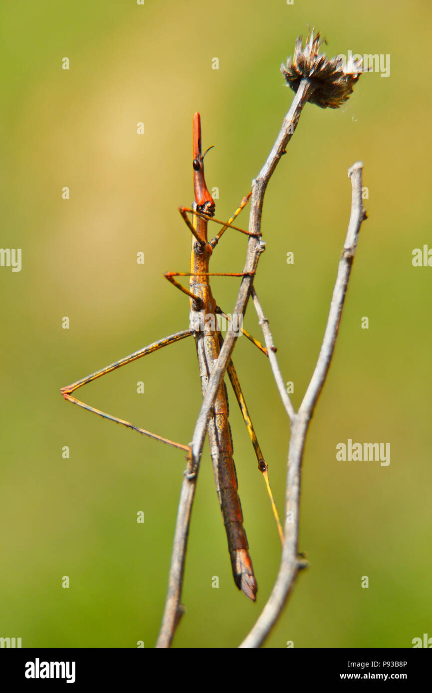 Stick like insect hi-res stock photography and images - Alamy