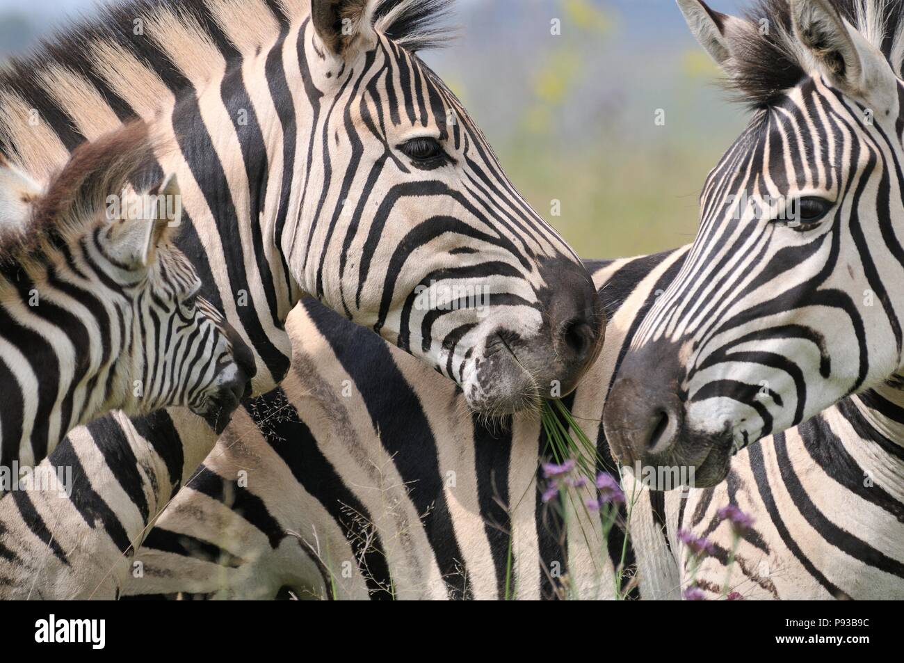 Zebra family hi-res stock photography and images - Alamy