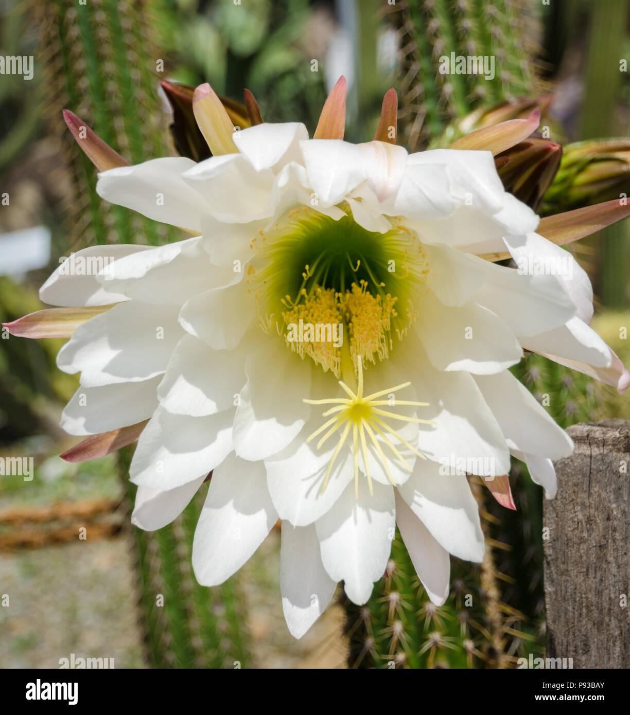 Torch cactus hi-res stock photography and images - Alamy