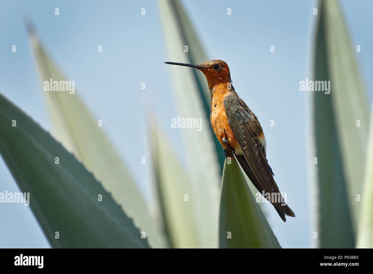 Giant hummingbird (Patagona gigas peruviana) on plant Stock Photo - Alamy