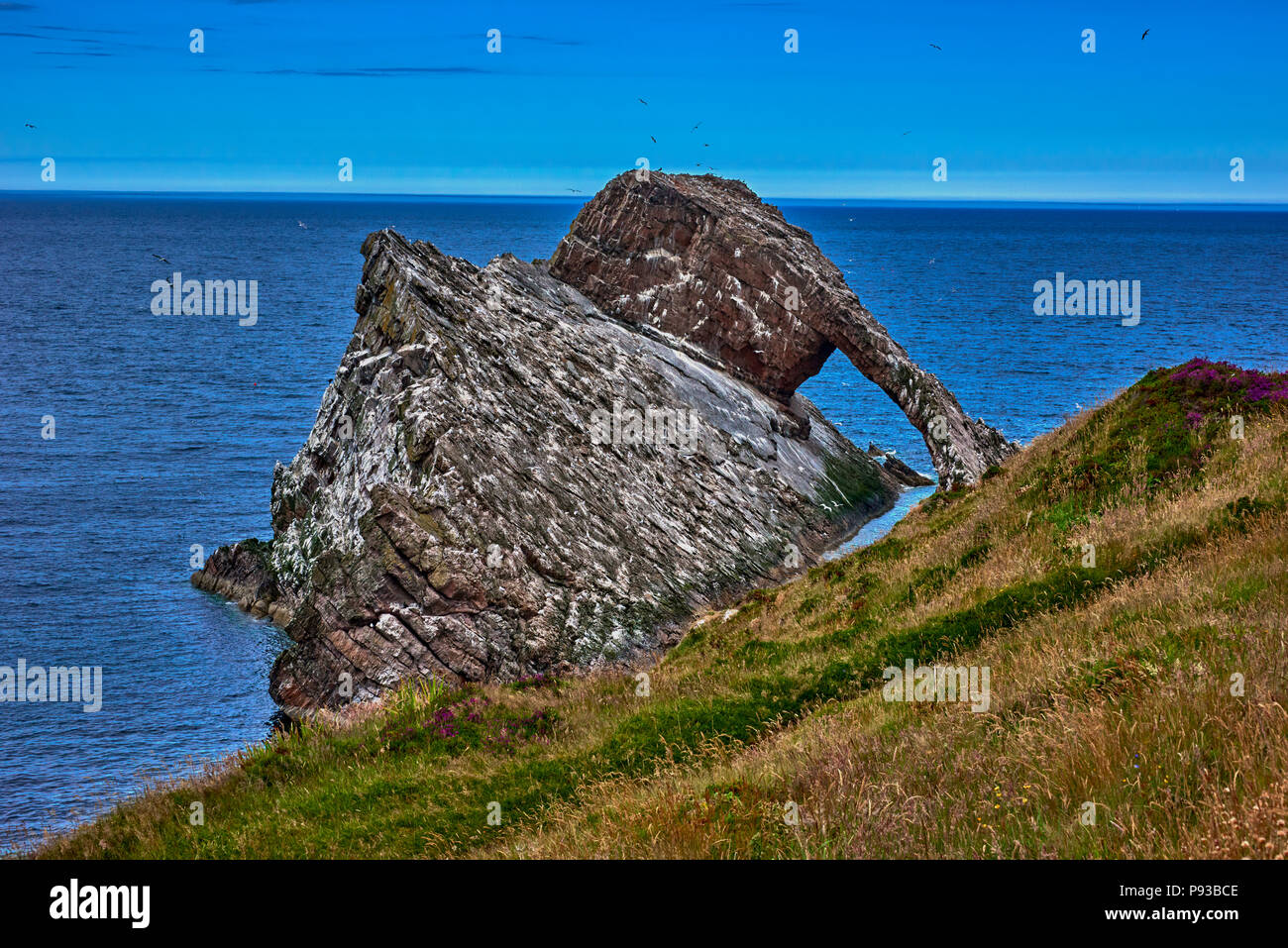 Bow Fiddle Rock (SC18 Stock Photo - Alamy