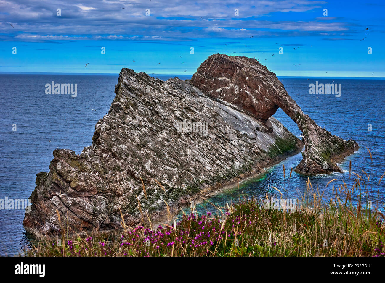 Avalonia and laurentia hi-res stock photography and images - Alamy