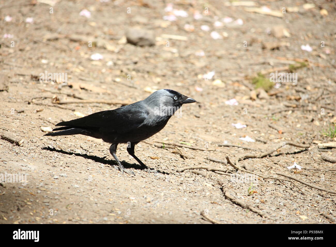 A close up photograph of a male jackdaw, on natural ground, in bright ...