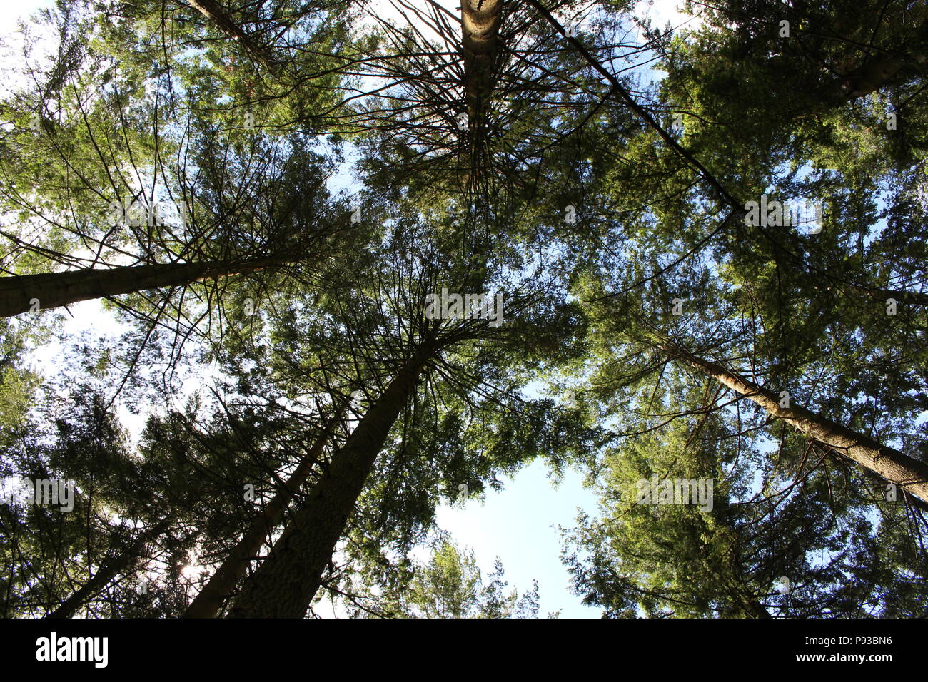 A photograph looking upwards in a forest, woodland, towards the canopy ...