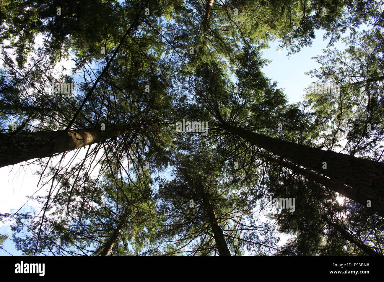 A photograph looking upwards in a forest, woodland, towards the canopy ...