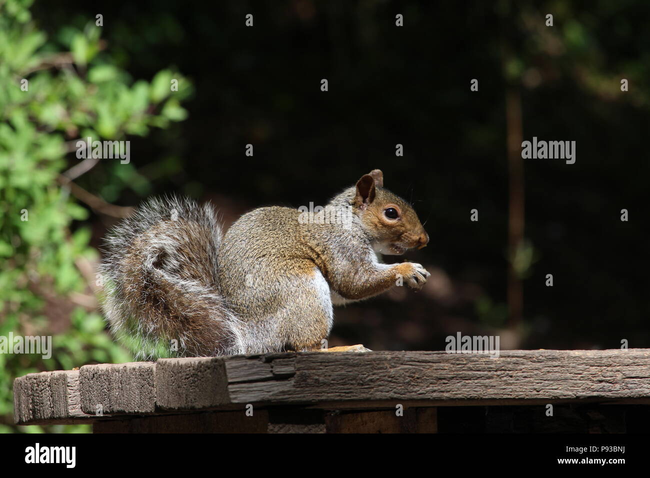 Close up photograph of a grey squirrel on a feeding table, in bright ...