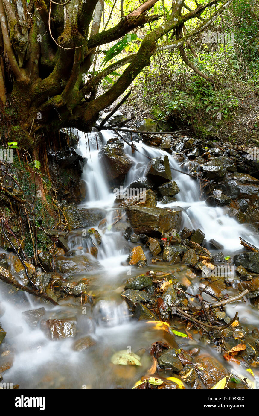River inside forest in Santo Domingo de Acobamba Stock Photo - Alamy
