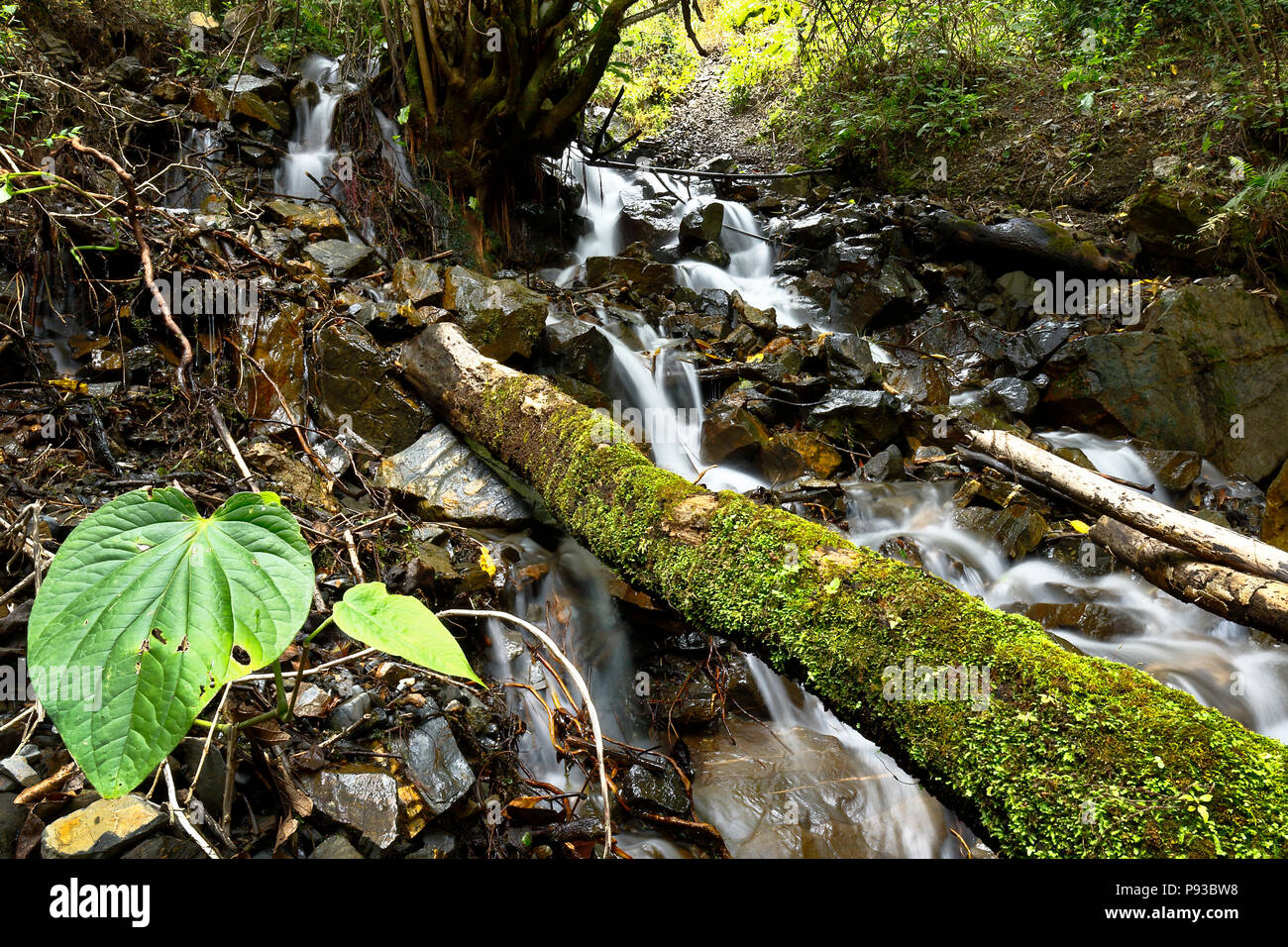 River inside forest in Santo Domingo de Acobamba Stock Photo - Alamy
