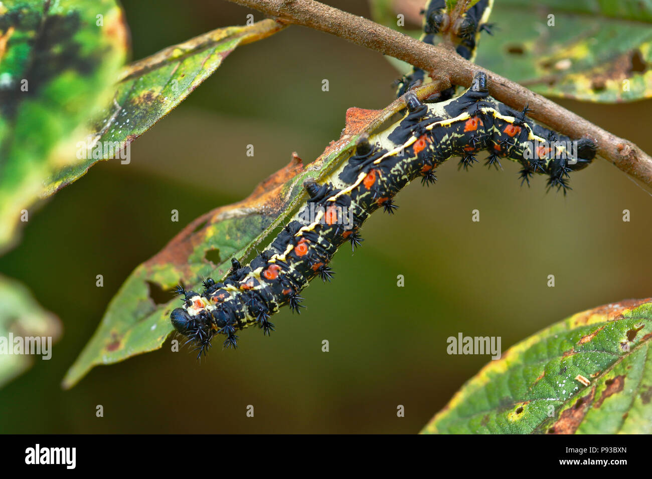 Caterpillar eating leaf hi-res stock photography and images - Alamy