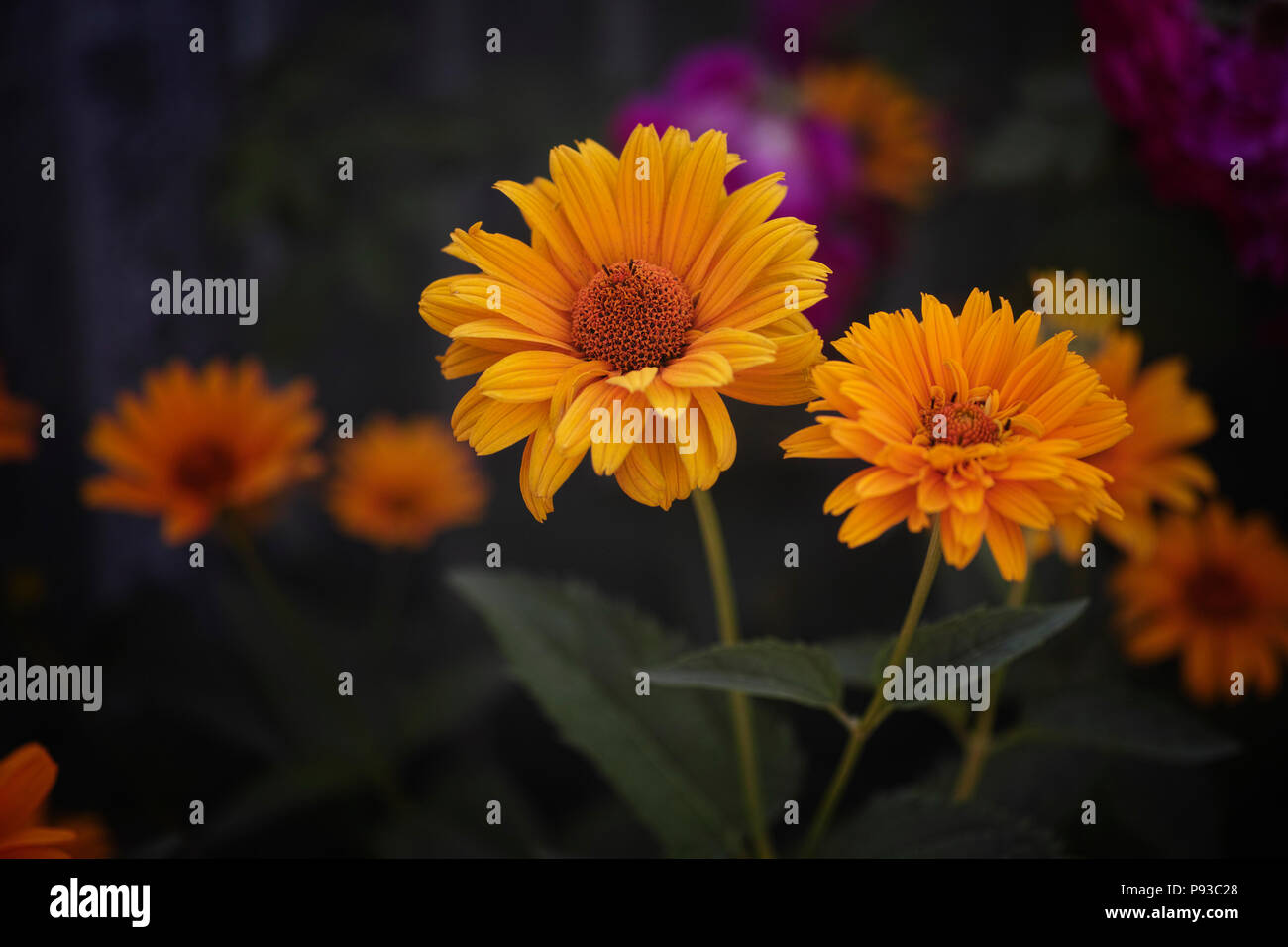 Yellow daisy flowers hi-res stock photography and images - Alamy