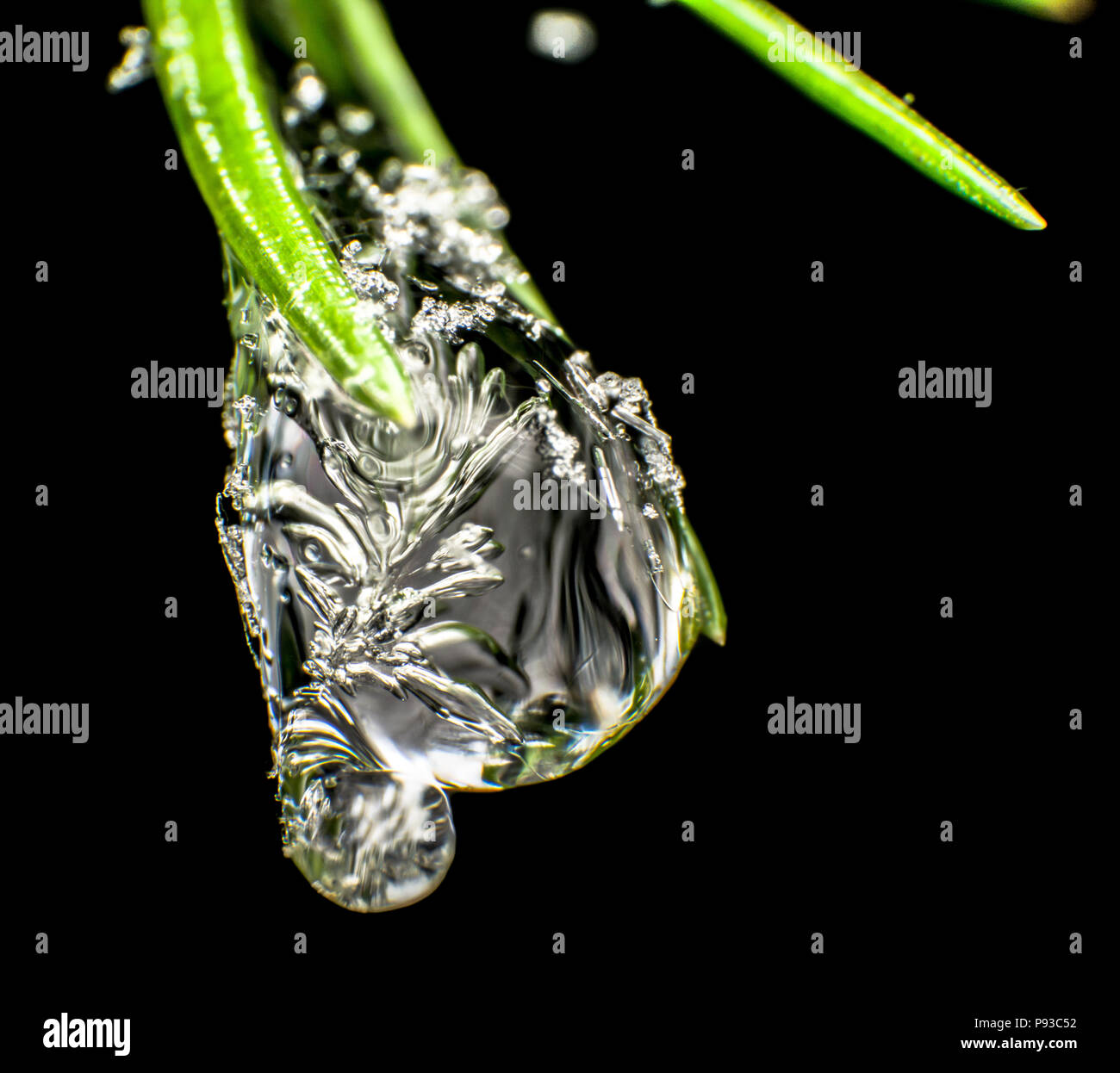 Frozen water drops with fir spit Stock Photo - Alamy