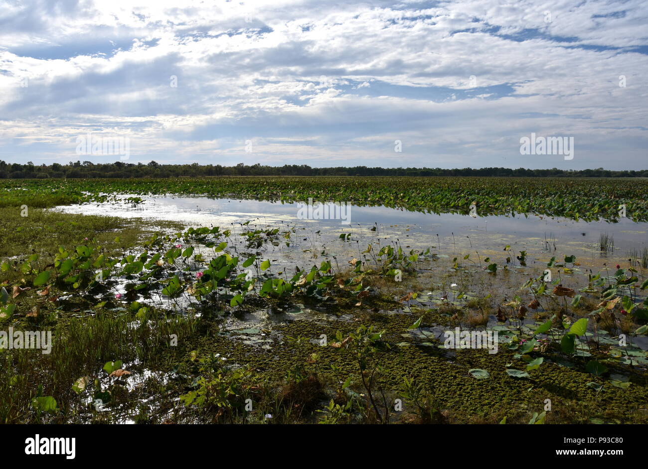 Wet season kakadu flood hi-res stock photography and images - Alamy