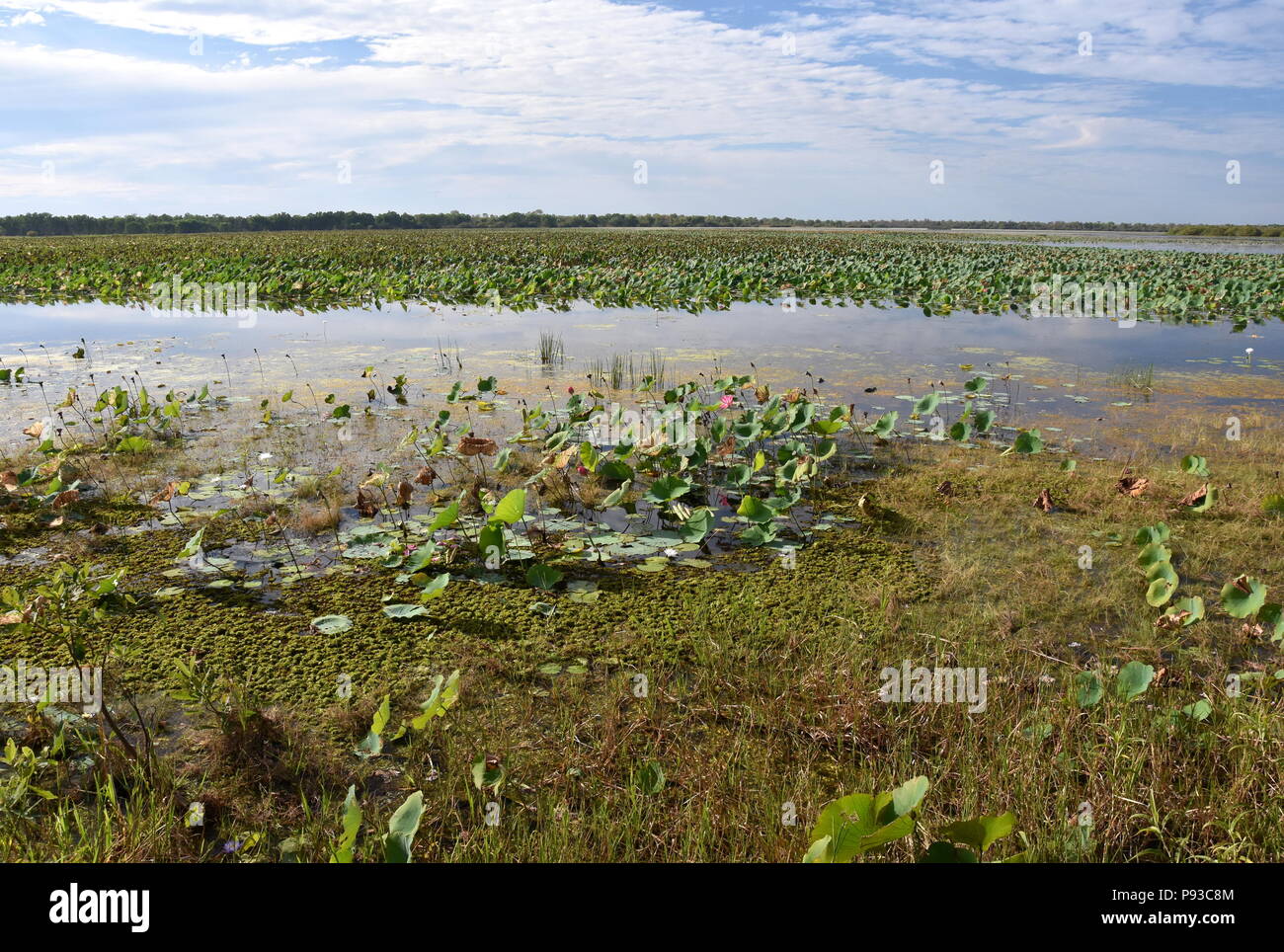 Australian billabong dry hi-res stock photography and images - Alamy