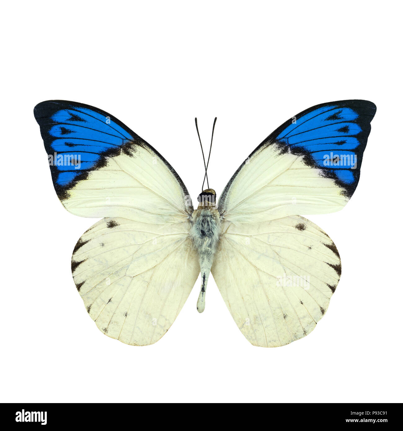 Great blue Tip butterfly isolated on white background Stock Photo - Alamy