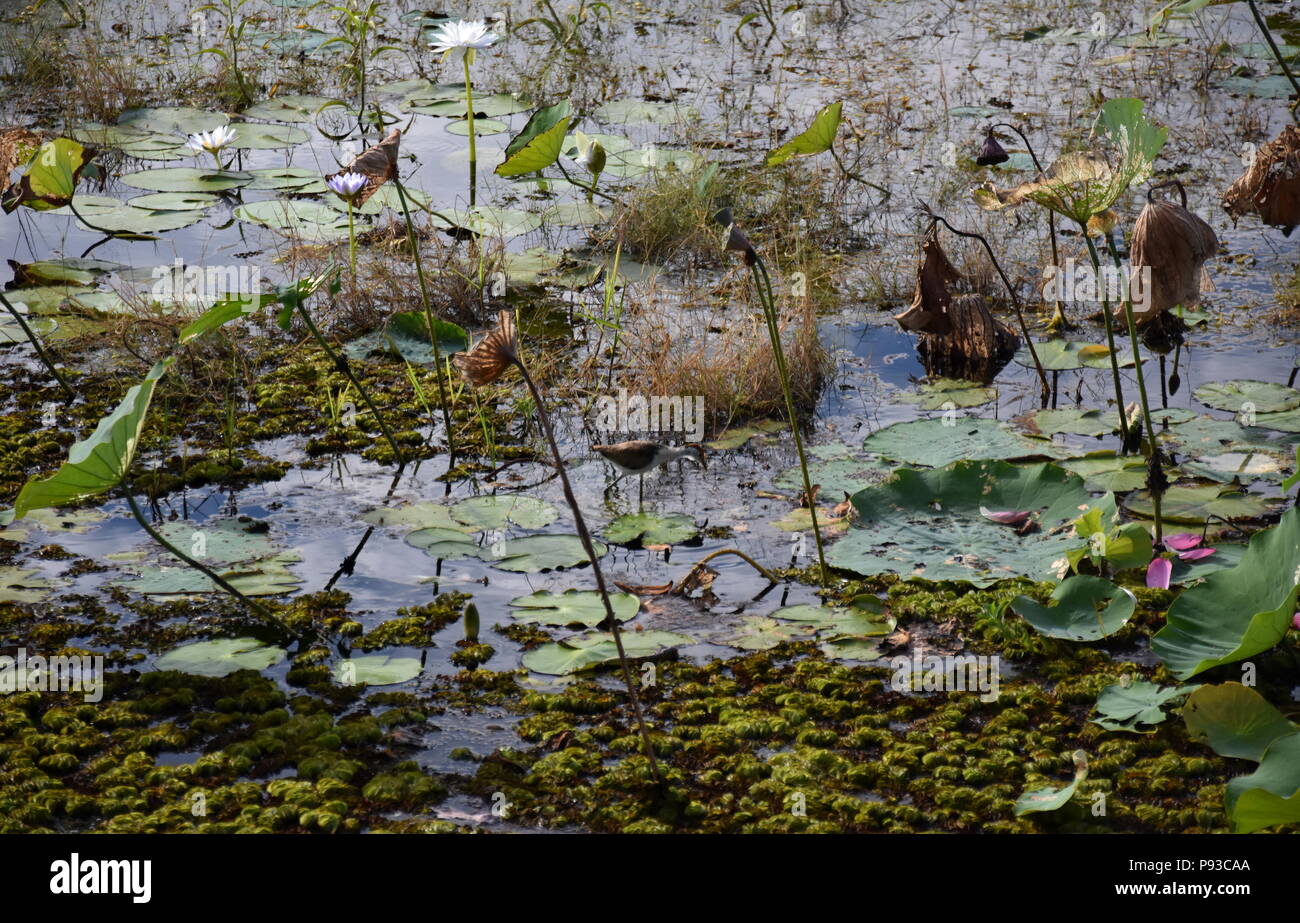 Wet season kakadu flood hi-res stock photography and images - Alamy