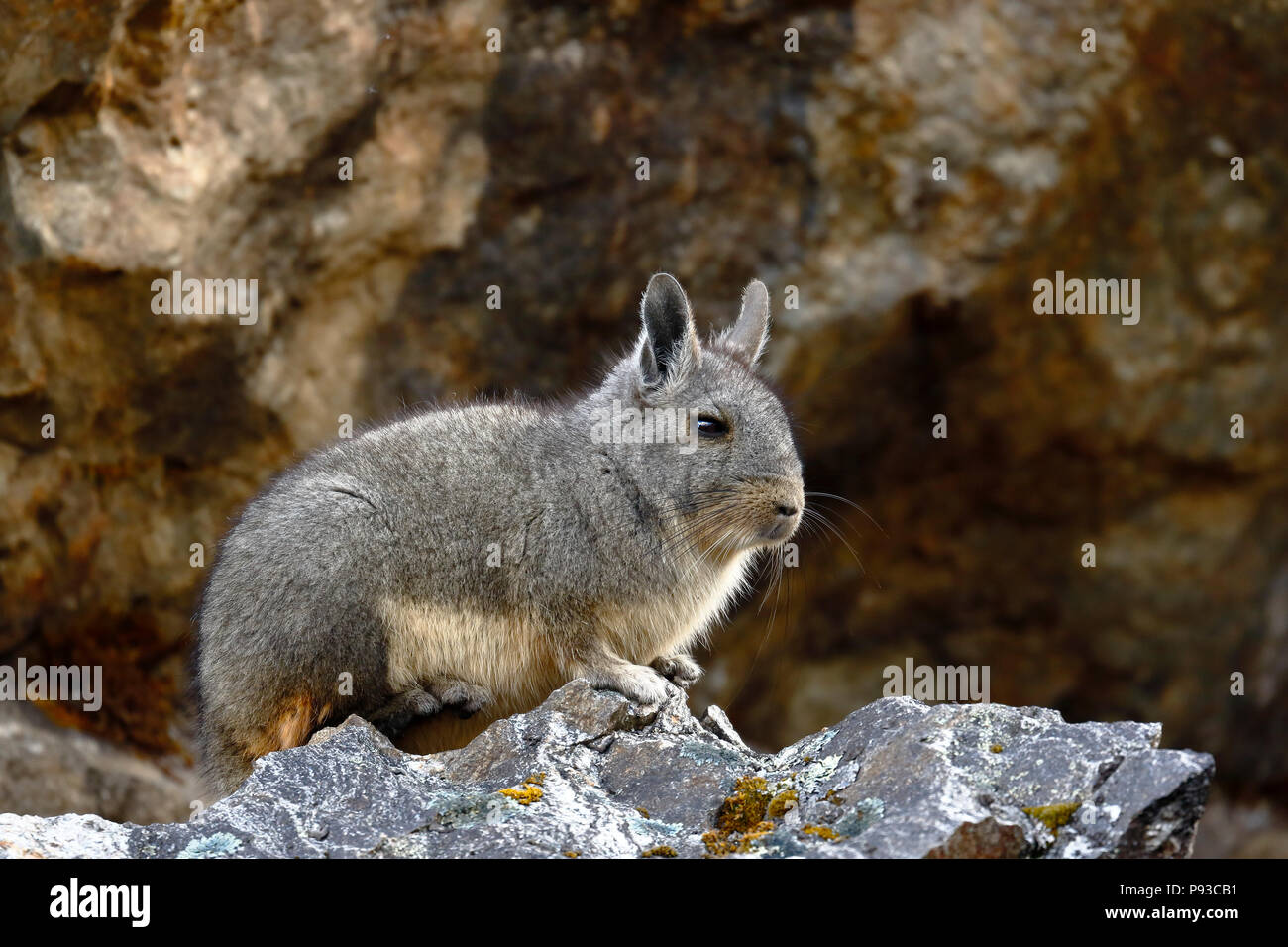 Southern viscacha lagidium viscacia hi-res stock photography and images ...