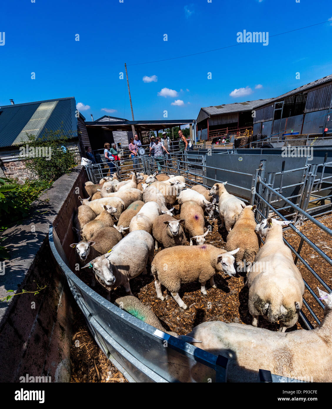 Kate humble with sheep hi-res stock photography and images - Alamy