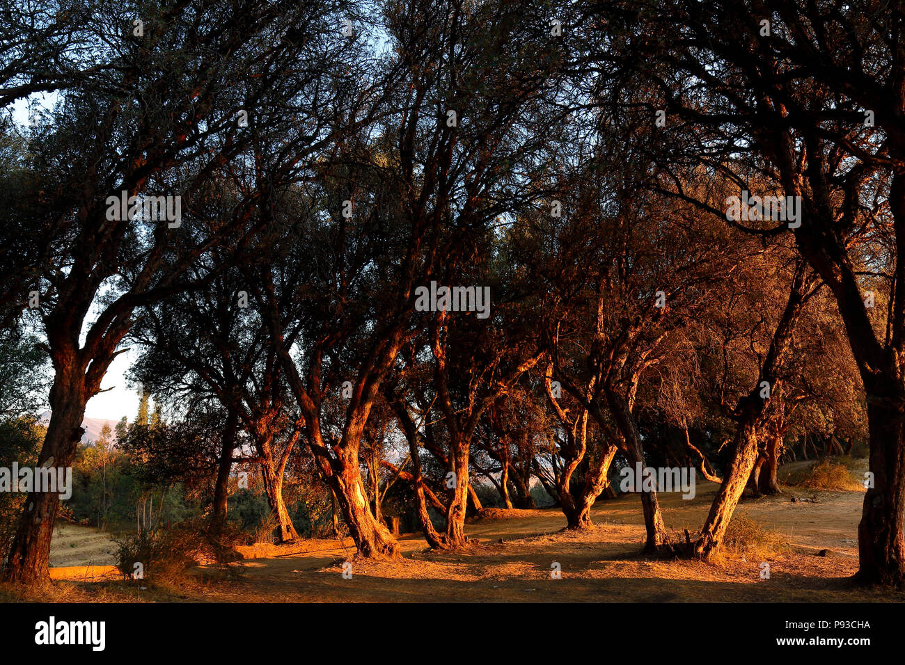 Forest of quinuales (Polylepis spp Stock Photo - Alamy