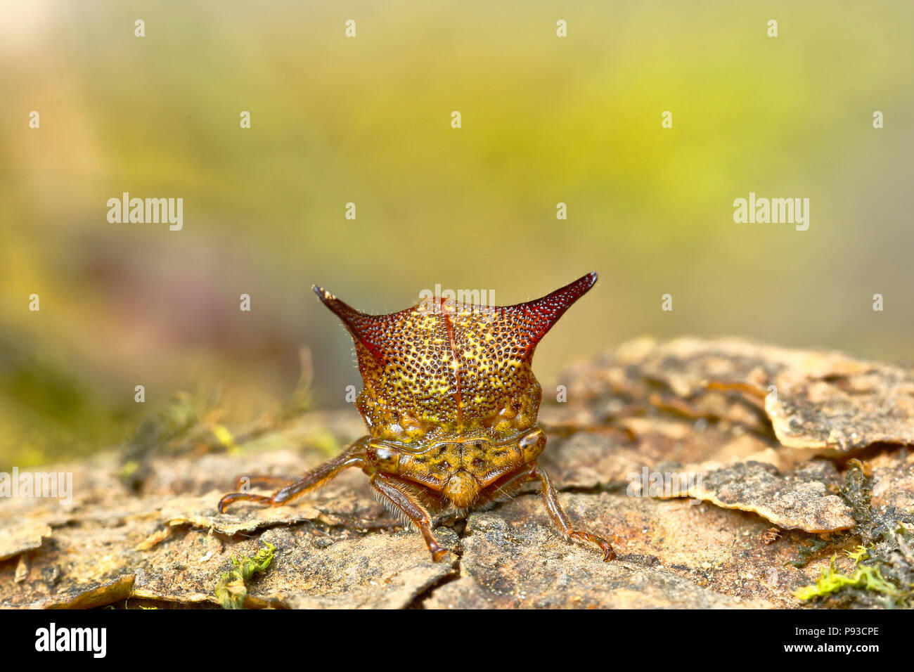 Membracidae hi-res stock photography and images - Alamy