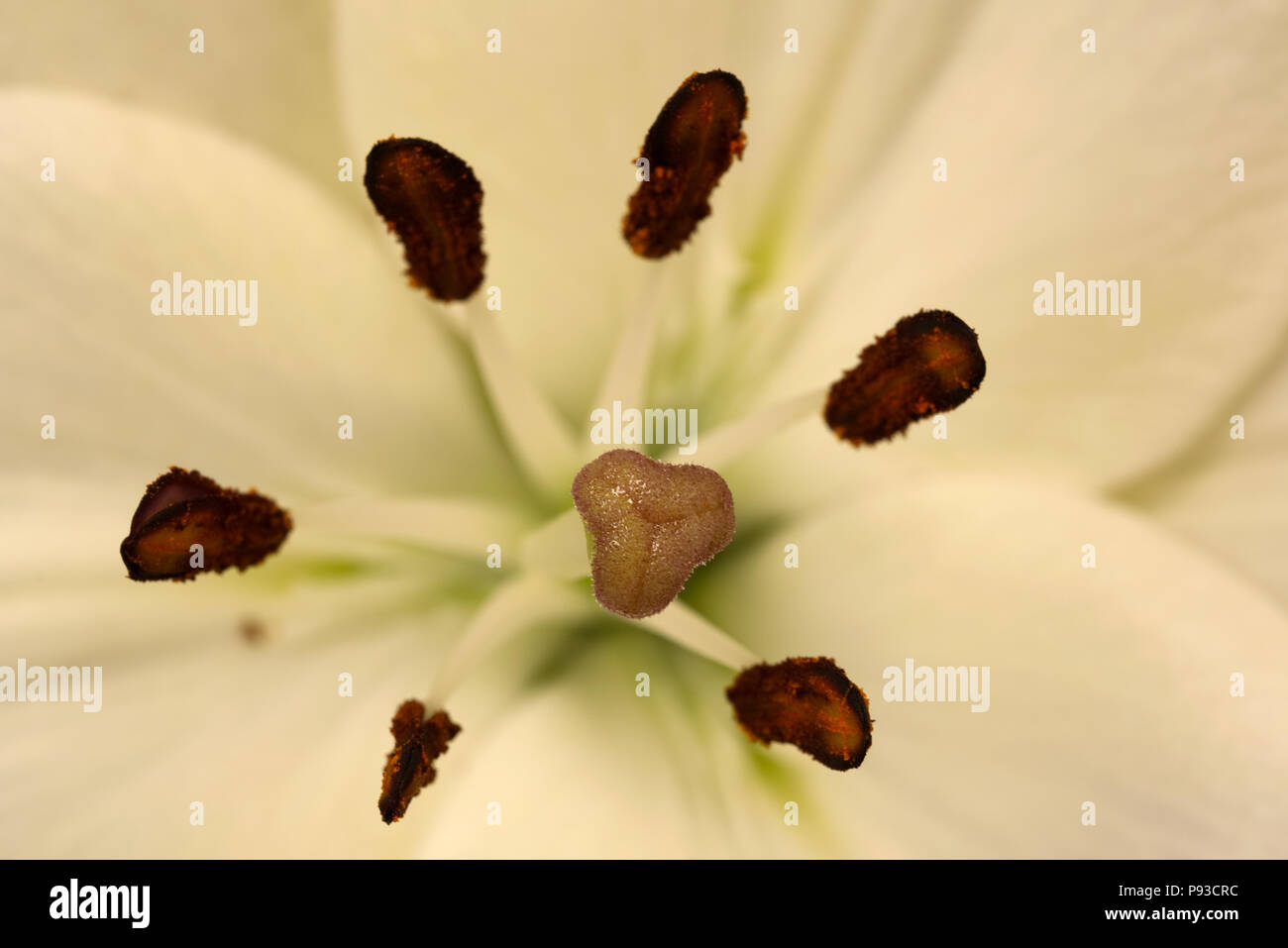 Macro close up inside of a white lily showing the anther, filament ...