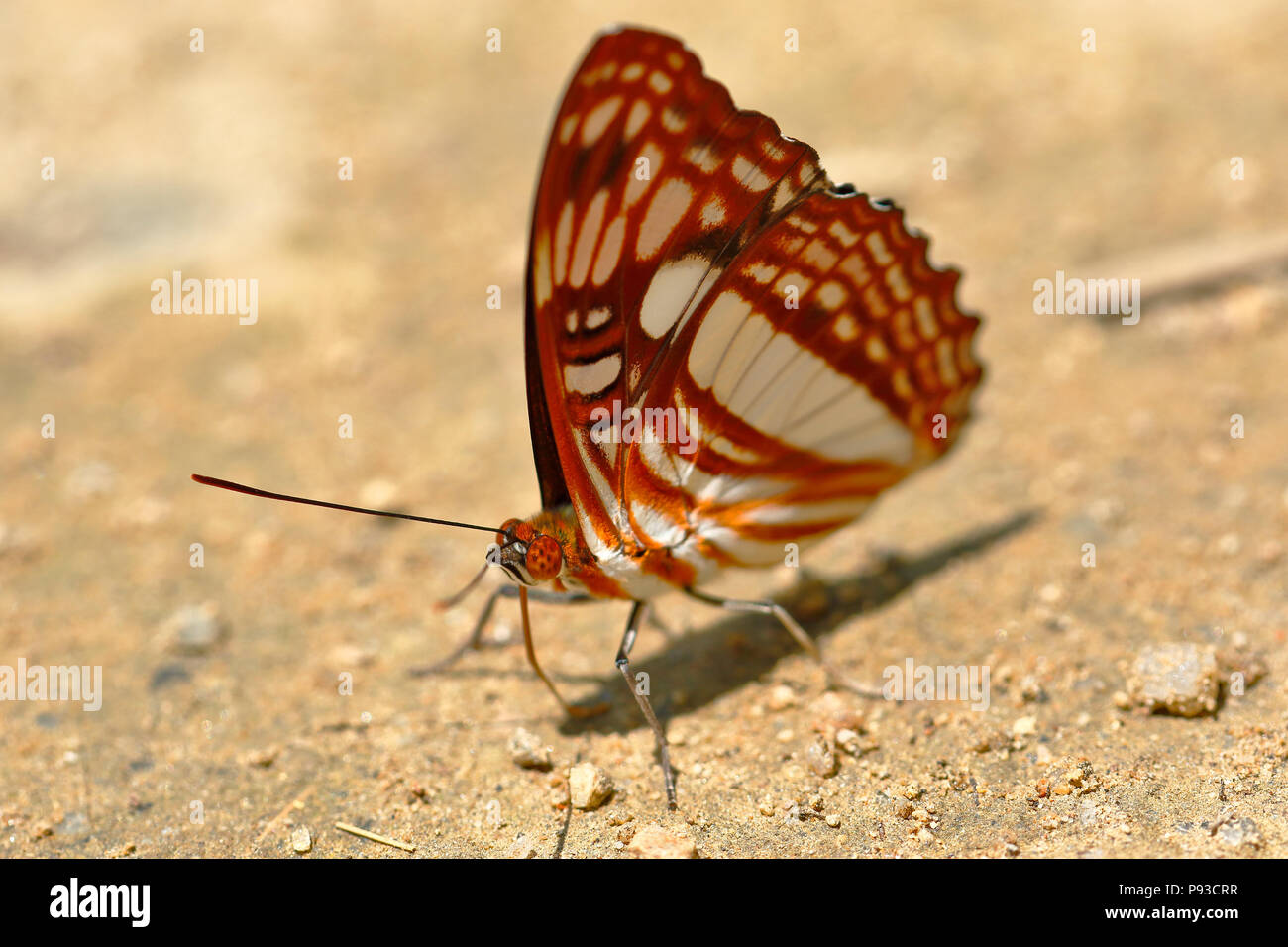 butterfly (Adelpha erotia) on soil moisture Stock Photo - Alamy
