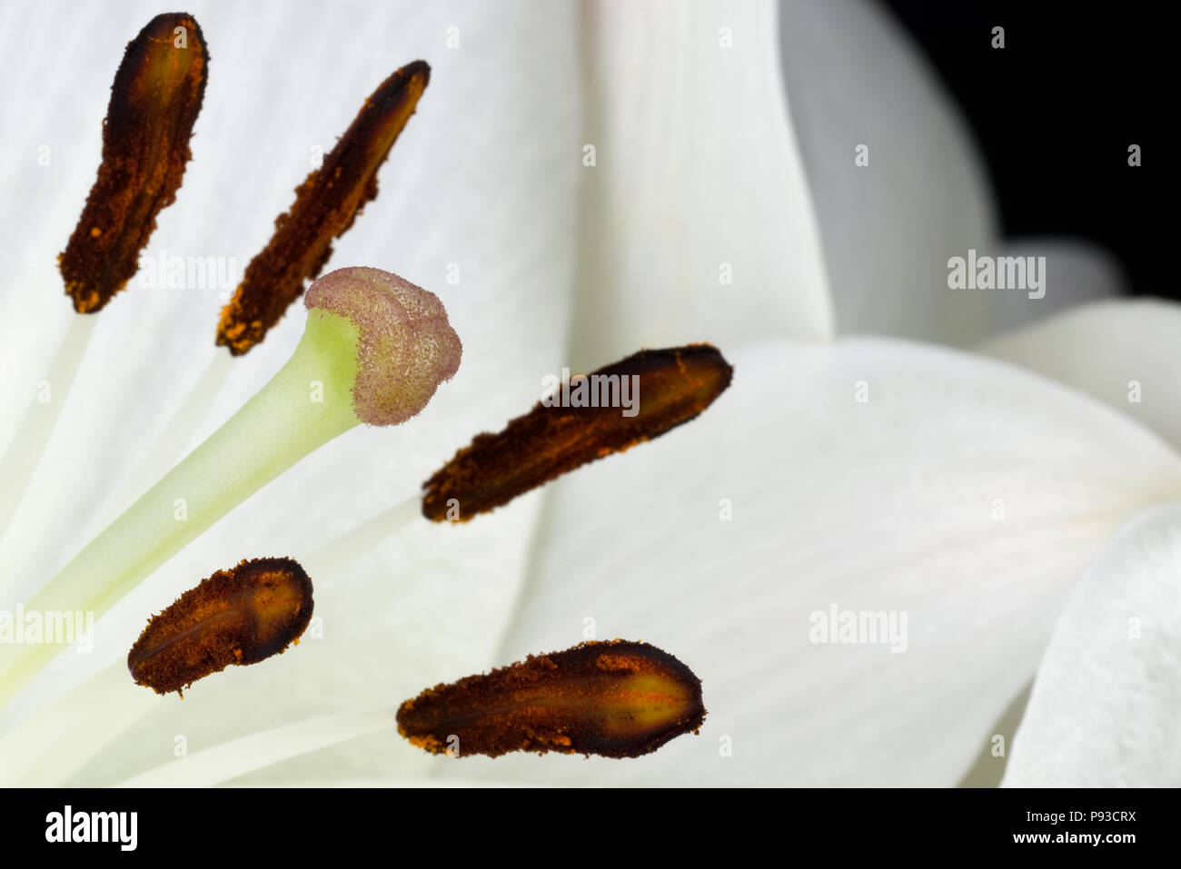 Macro close up inside of a white lily showing the anther, filament ...