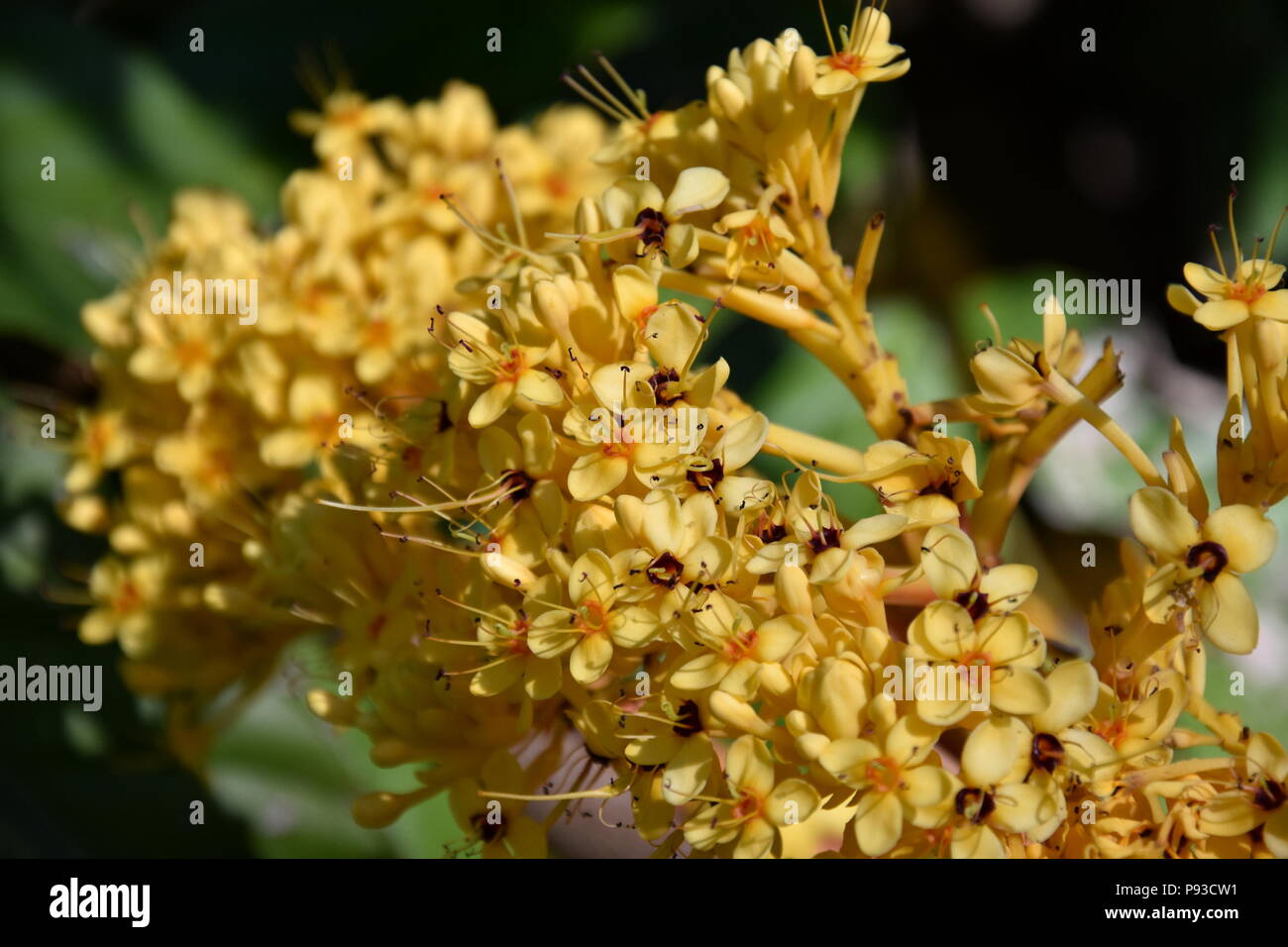 Colourful yellow blooms of Ashoka tree (Saraca indica asoca). The ...