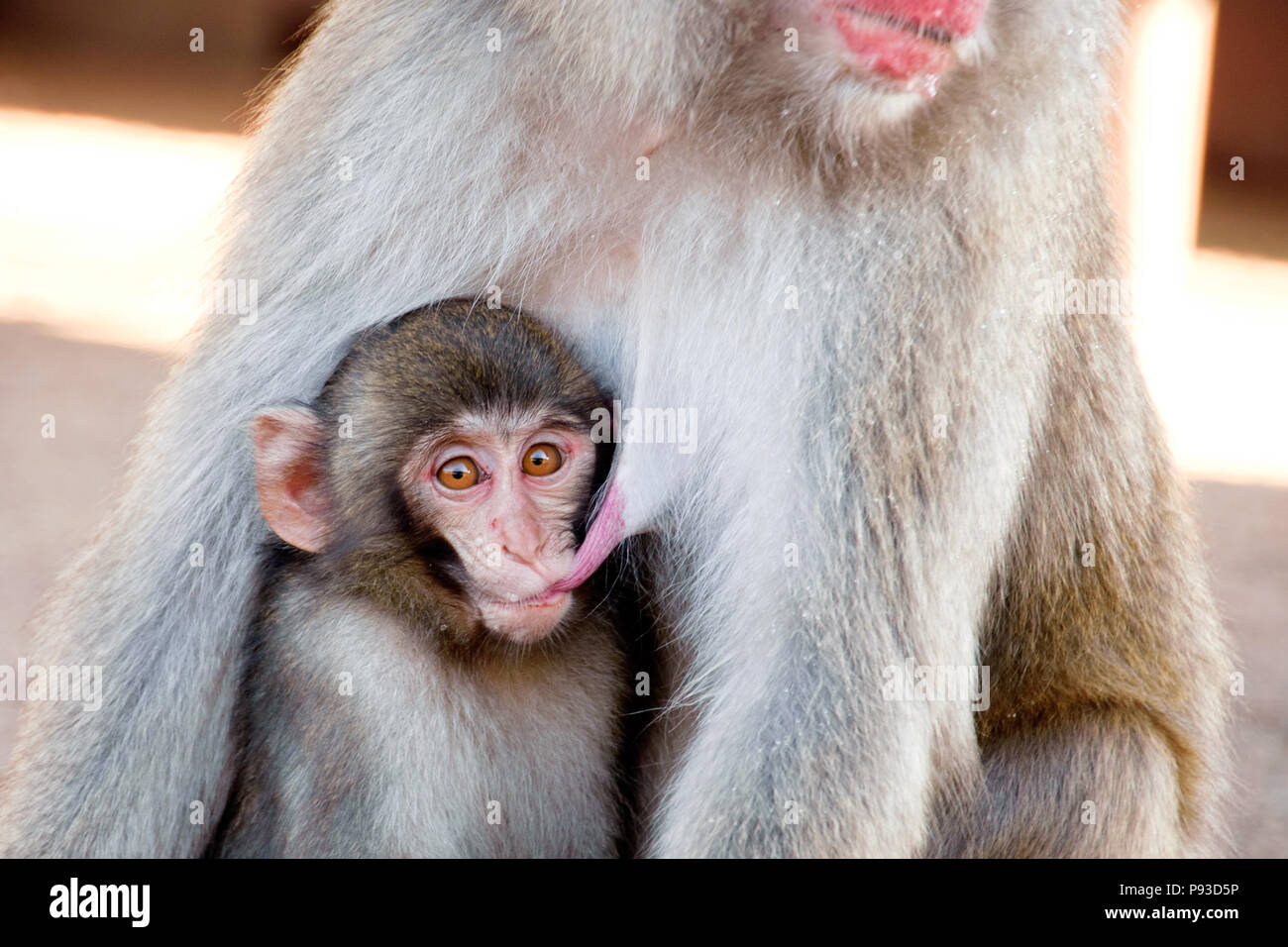 Mountain monkey hi-res stock photography and images - Alamy