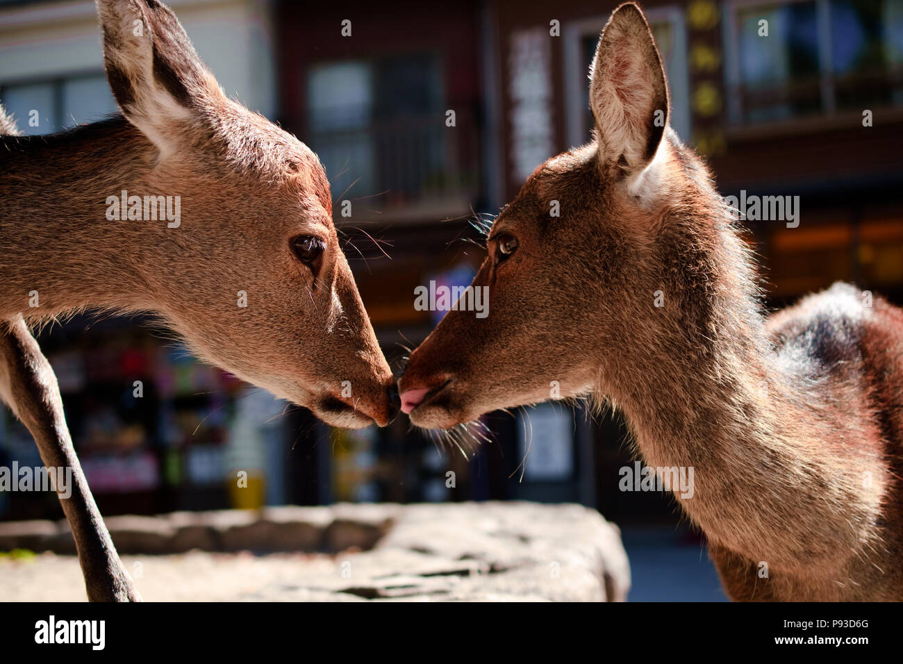 Park for deer hunting hi-res stock photography and images - Alamy