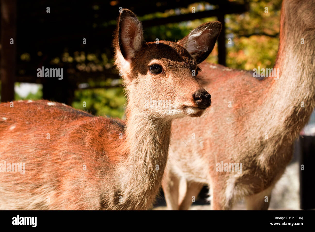 Park for deer hunting hi-res stock photography and images - Alamy
