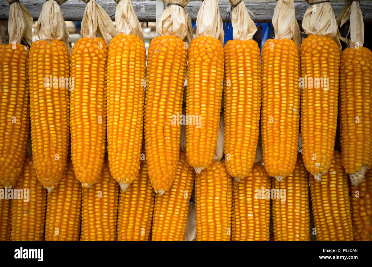 Bundle of corn hi-res stock photography and images - Alamy