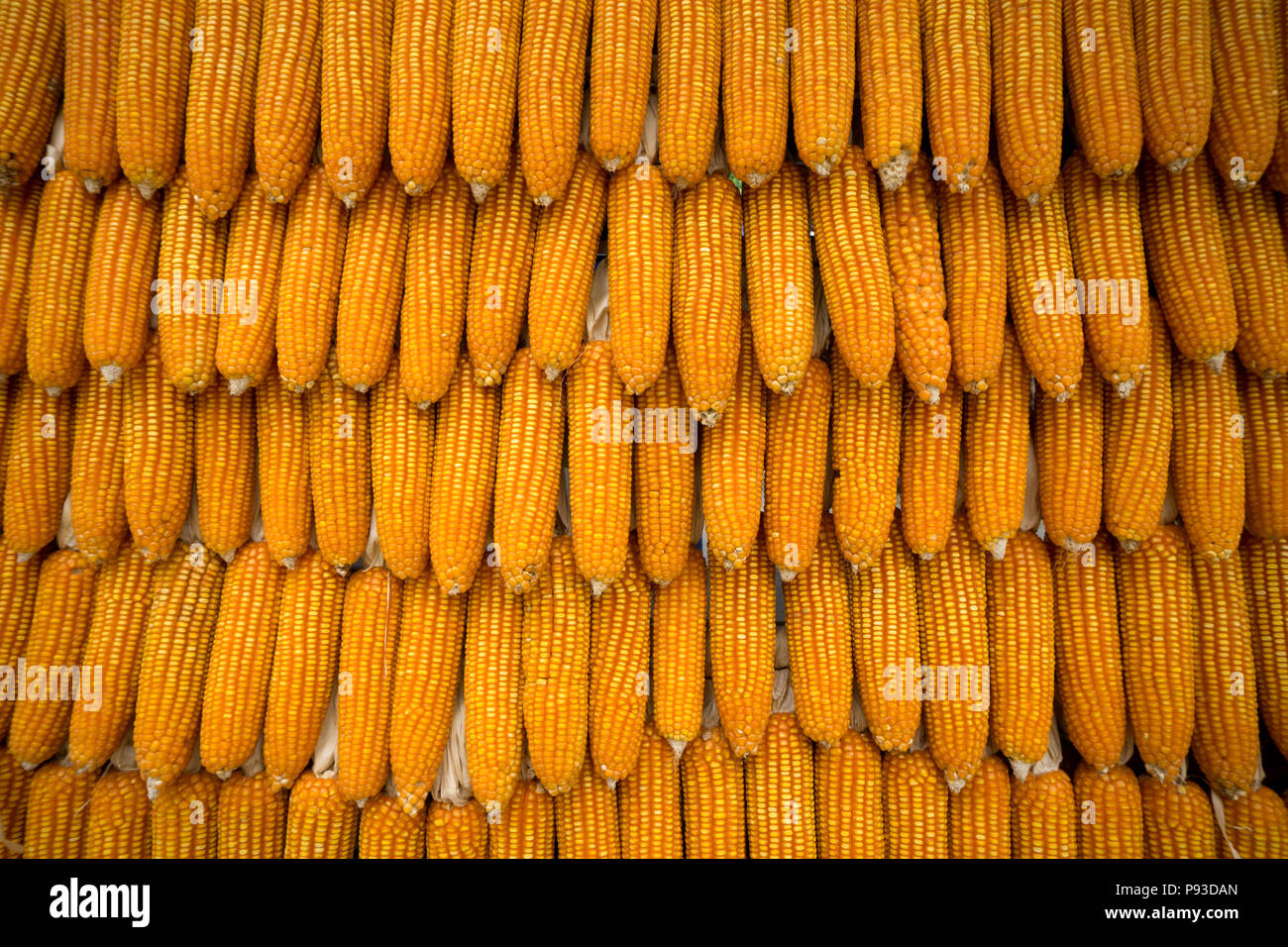 Bundle of corn hi-res stock photography and images - Alamy