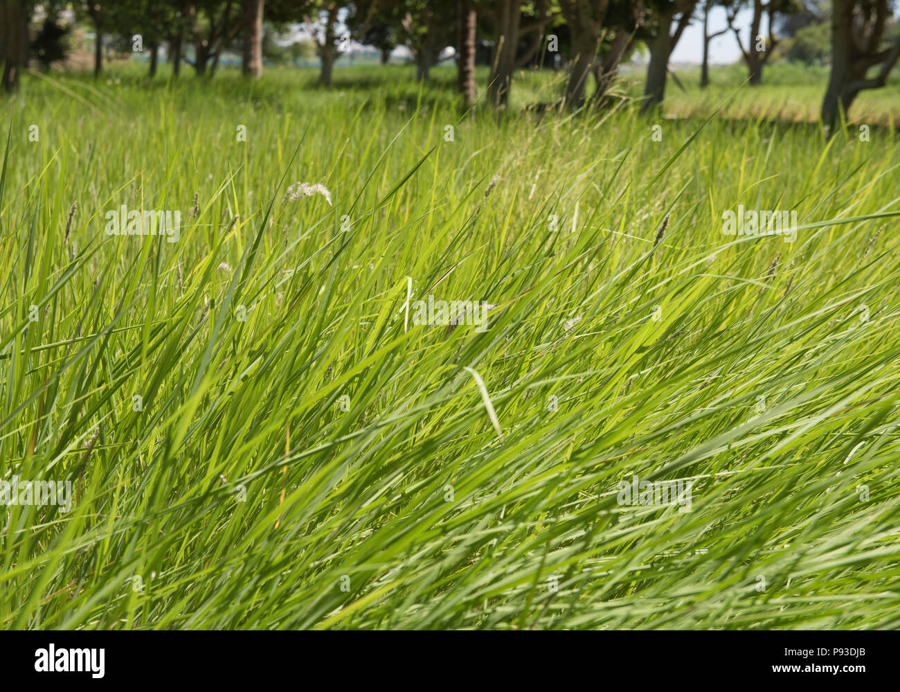 Animal feed production rural countryside hi-res stock photography and ...