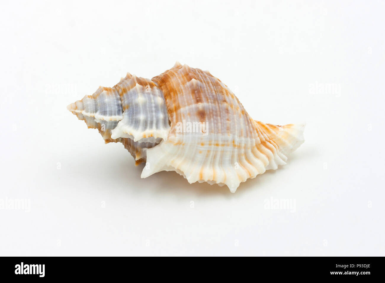 White sea shell on white background Stock Photo - Alamy