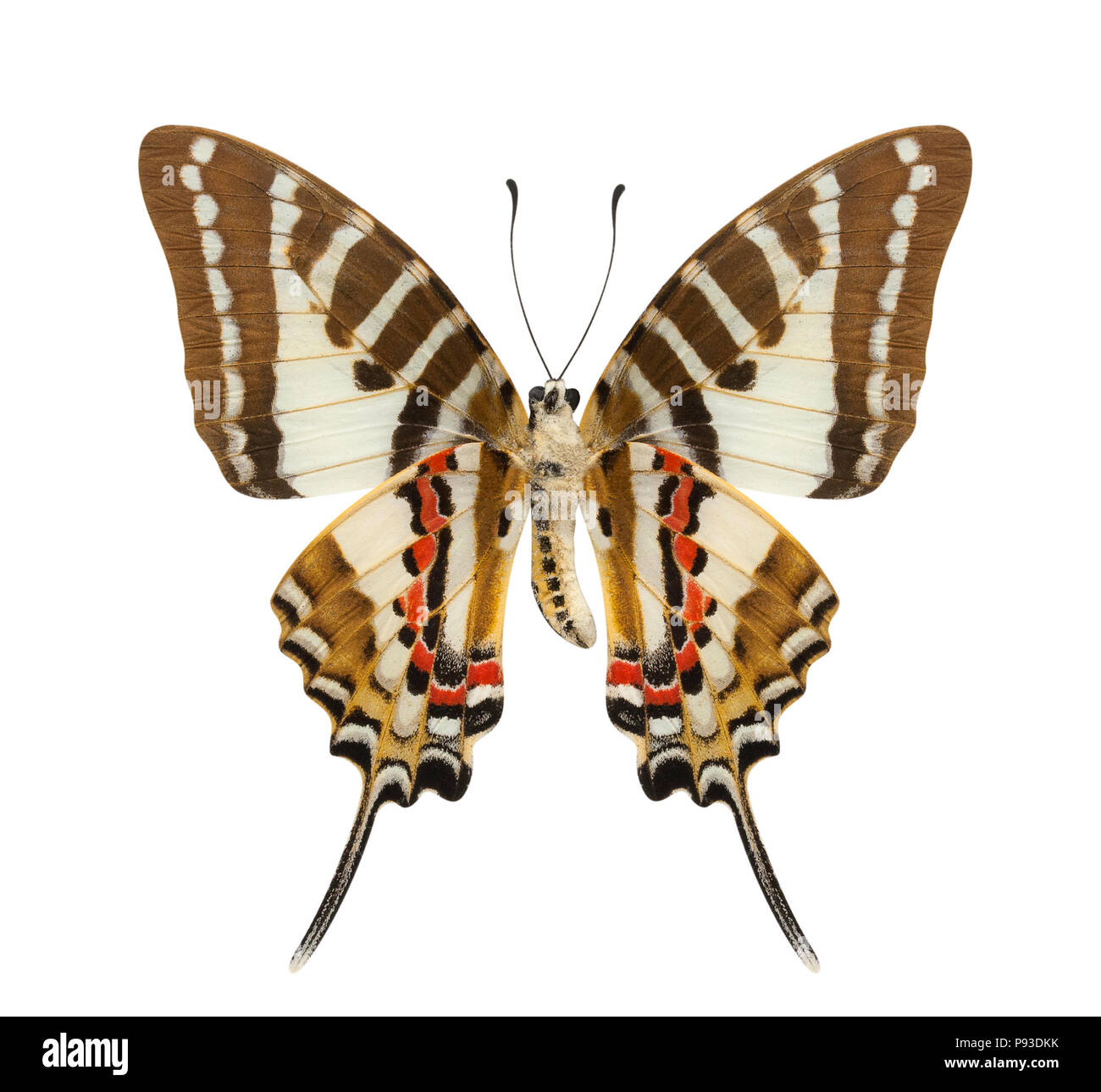 Swordtail butterfly hi-res stock photography and images - Alamy