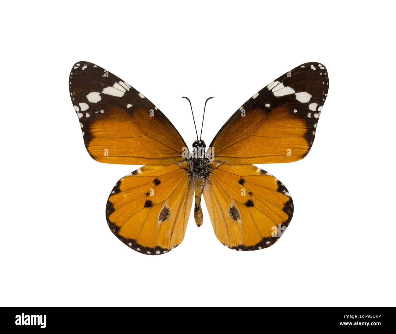 common tiger butterfly , Danaus Genutia , monarch butterfly isolated on ...
